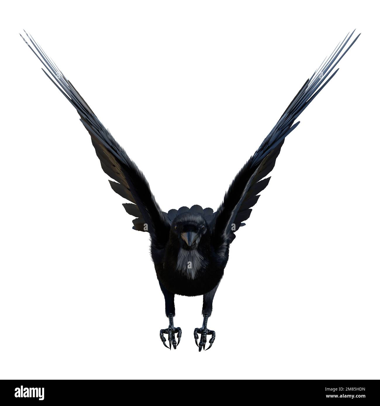 3D rendering of a black crow isolated on white background Stock Photo ...