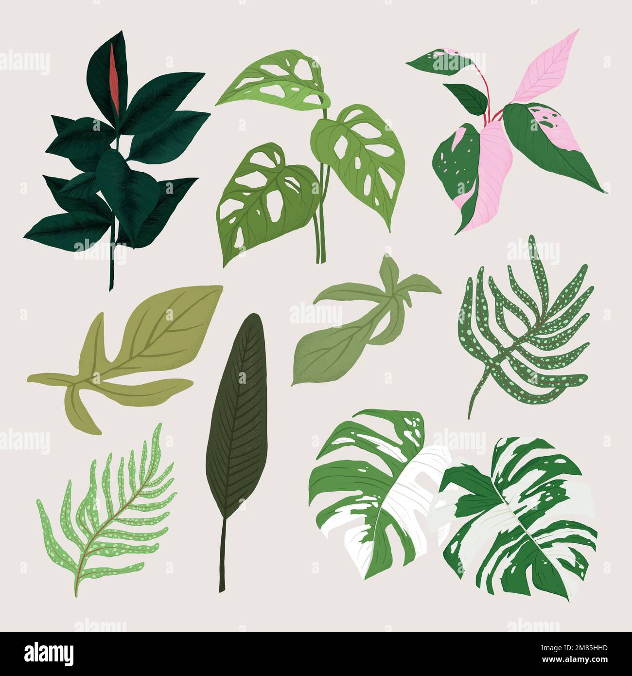 Tropical leaf vector plant botanical illustration set Stock Vector ...