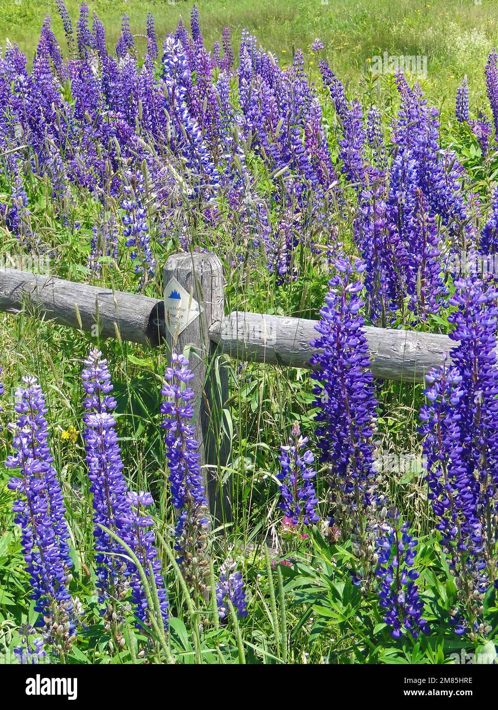 A beautiful purple lupines along a rail fence on Mount Desert Island ...