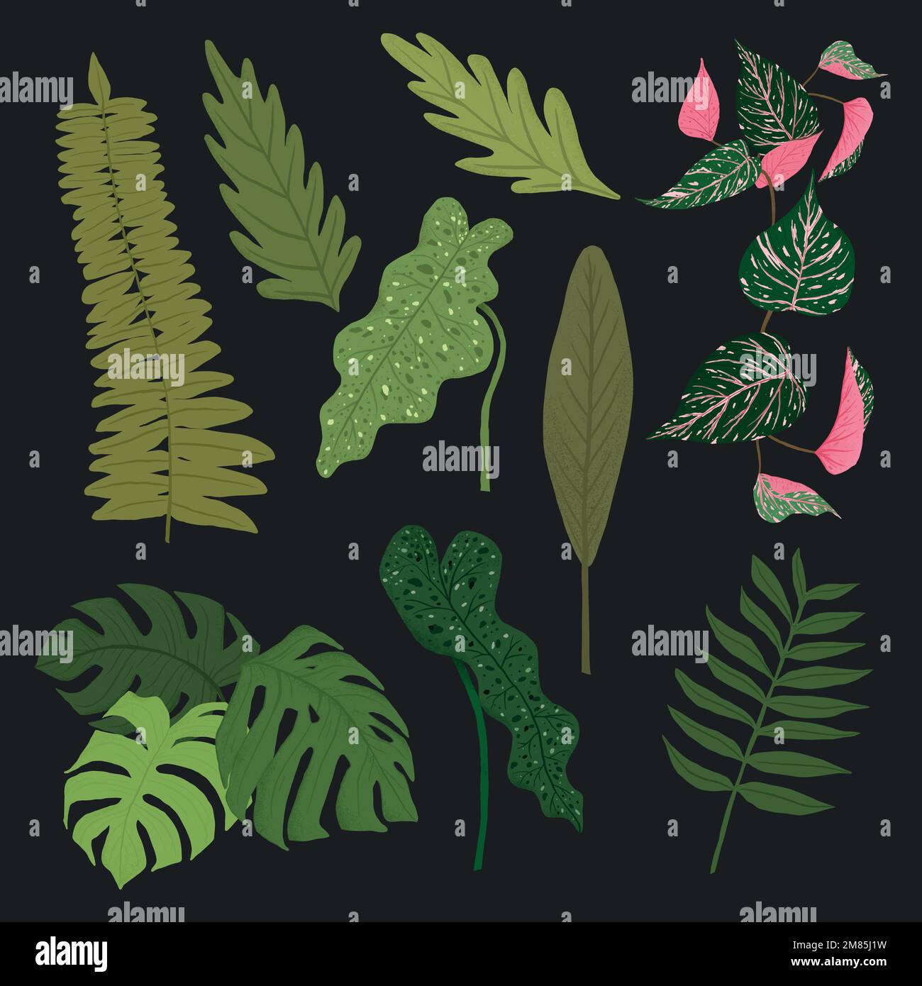 Tropical leaf vector plant botanical illustration set Stock Vector ...