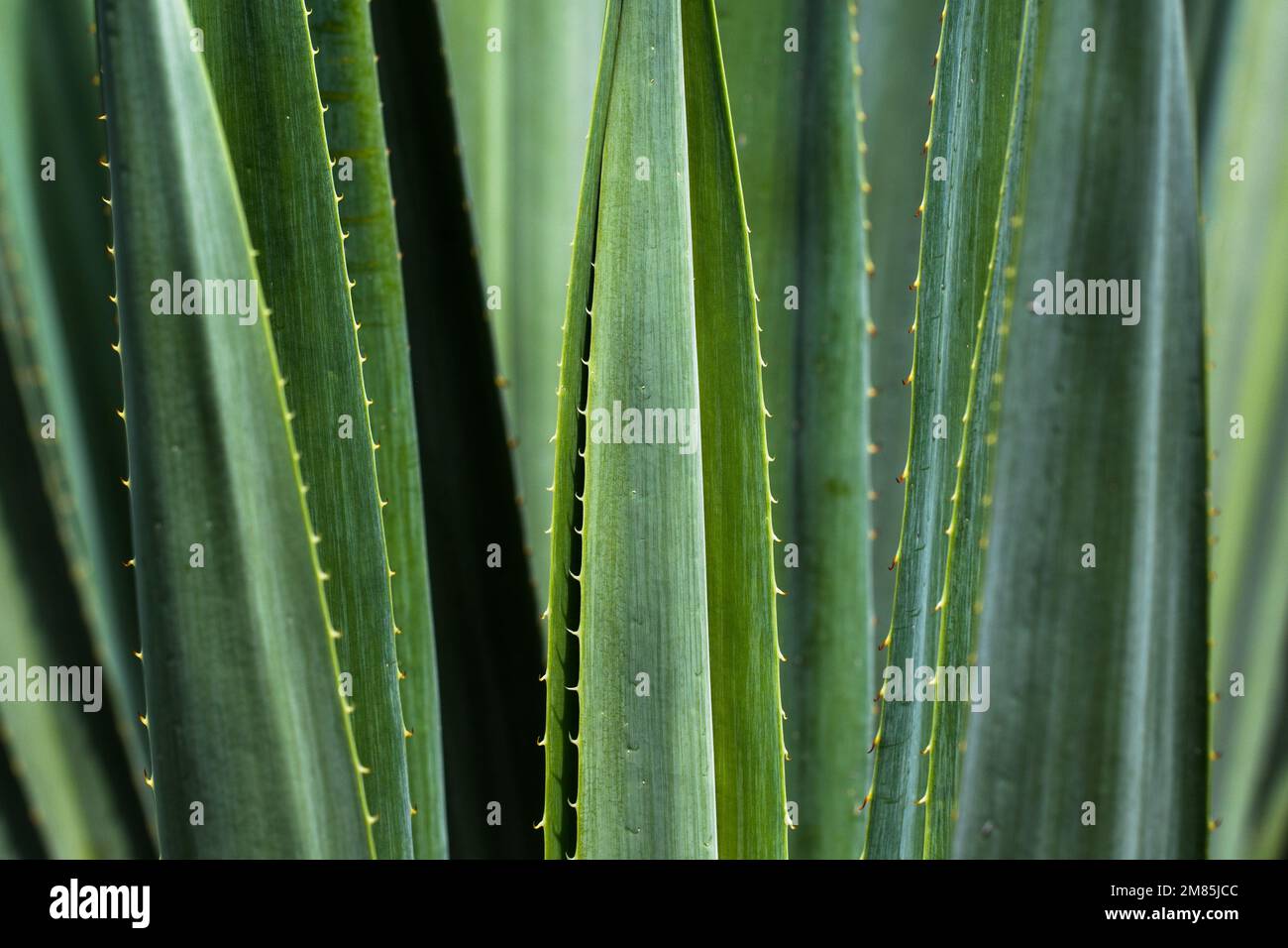 Detailed background of agave plant thorns Stock Photo - Alamy