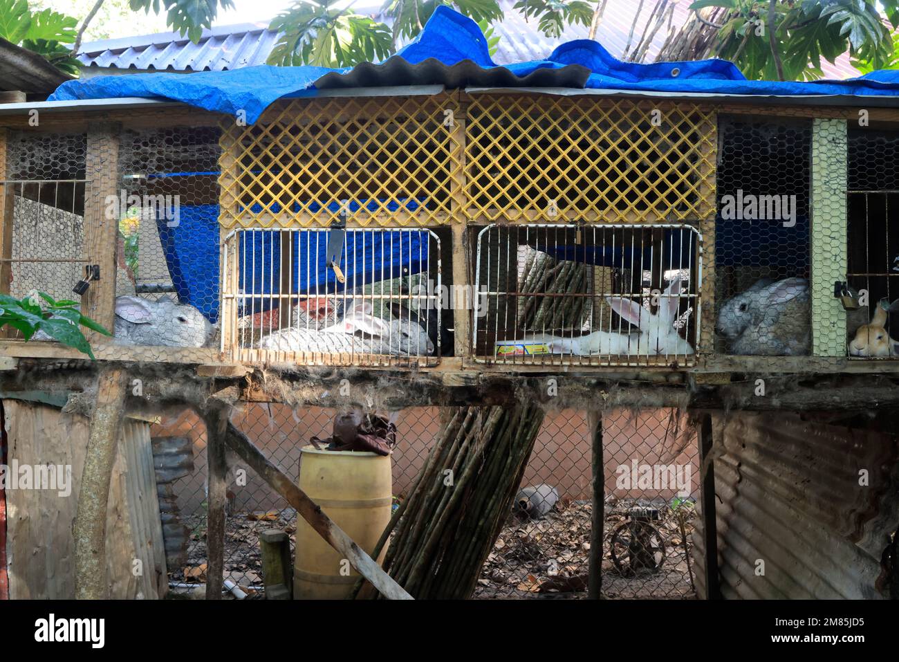 Negril in Jamaica, Caribbean, Middle America Stock Photo - Alamy