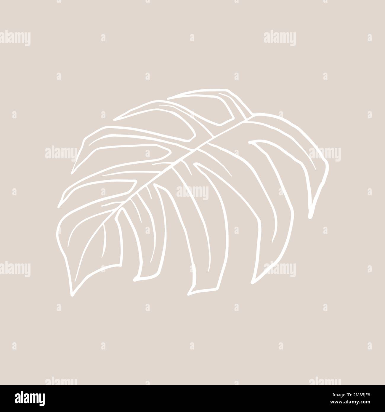 Monstera leaf vector doodle botanical illustration Stock Vector Image ...