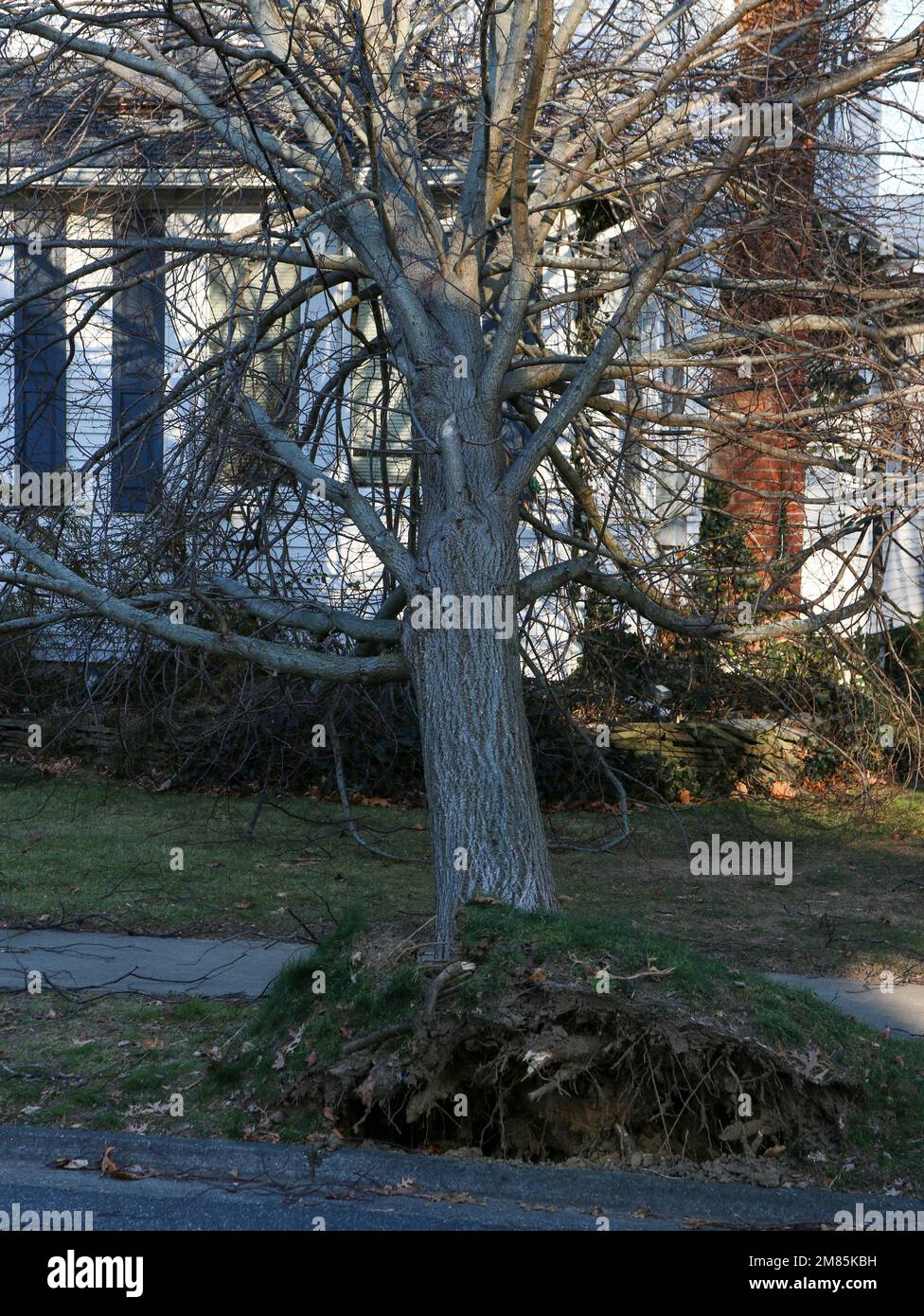 Close up of a tree that has fallen on to a house and has pulled the ...