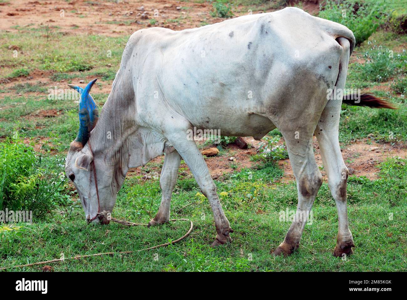 Indian cow in a farm field hi-res stock photography and images - Alamy