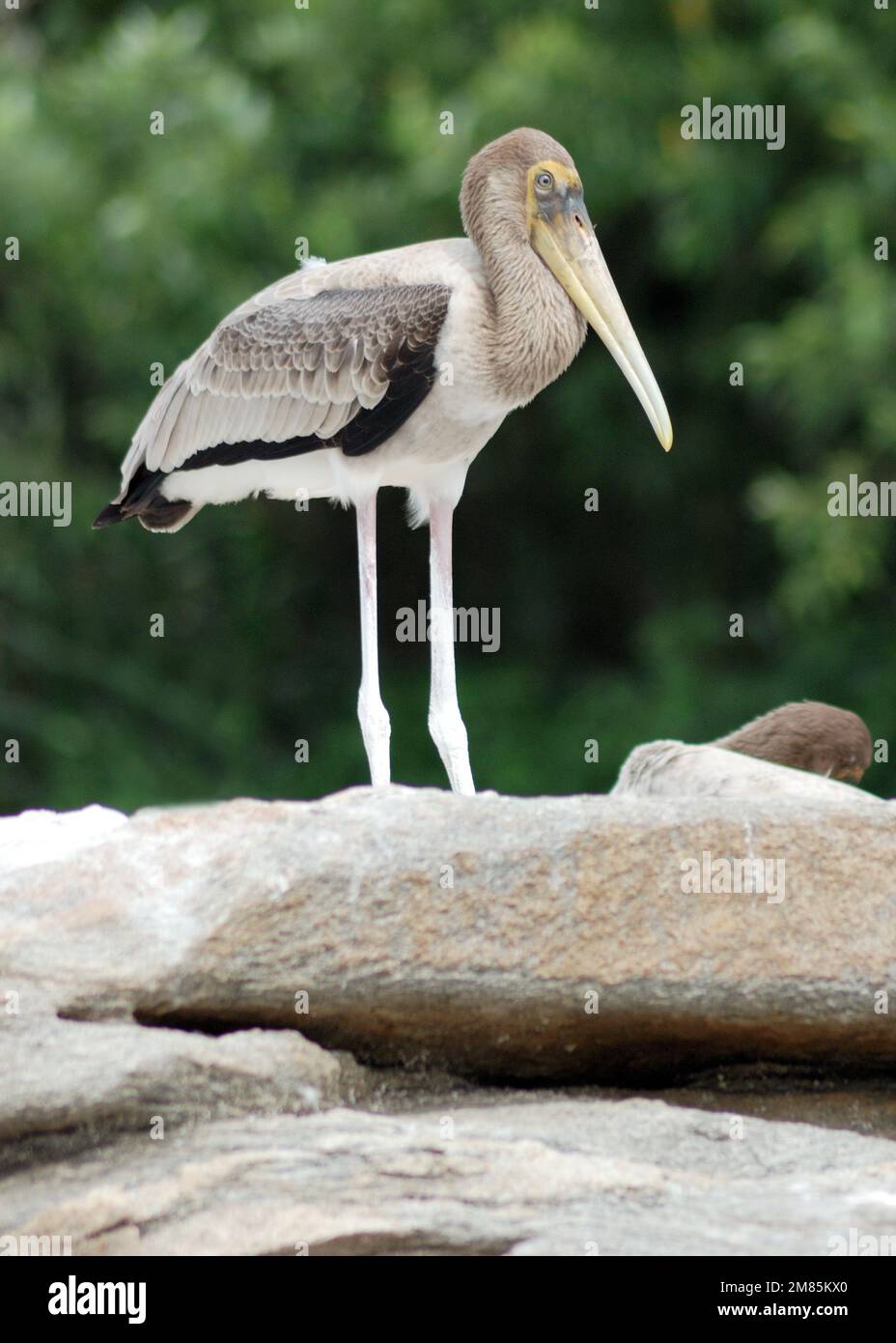 Downcurved bills hi-res stock photography and images - Alamy