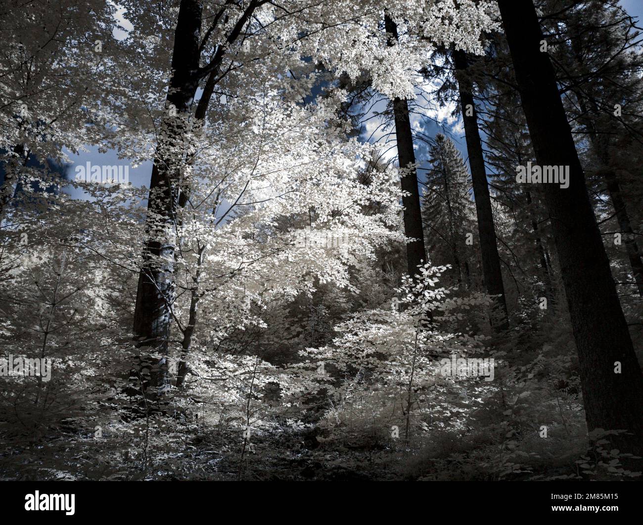 Trees National Park bavarian Forest Stock Photo - Alamy