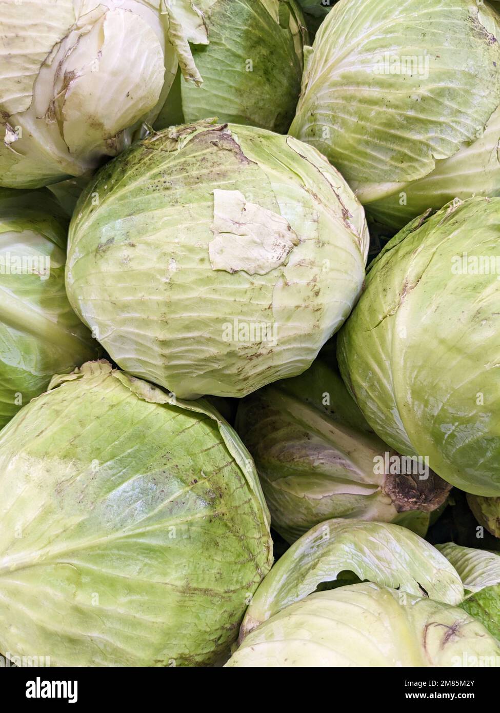 Lots of cabbage heads, top view, vertical Stock Photo - Alamy