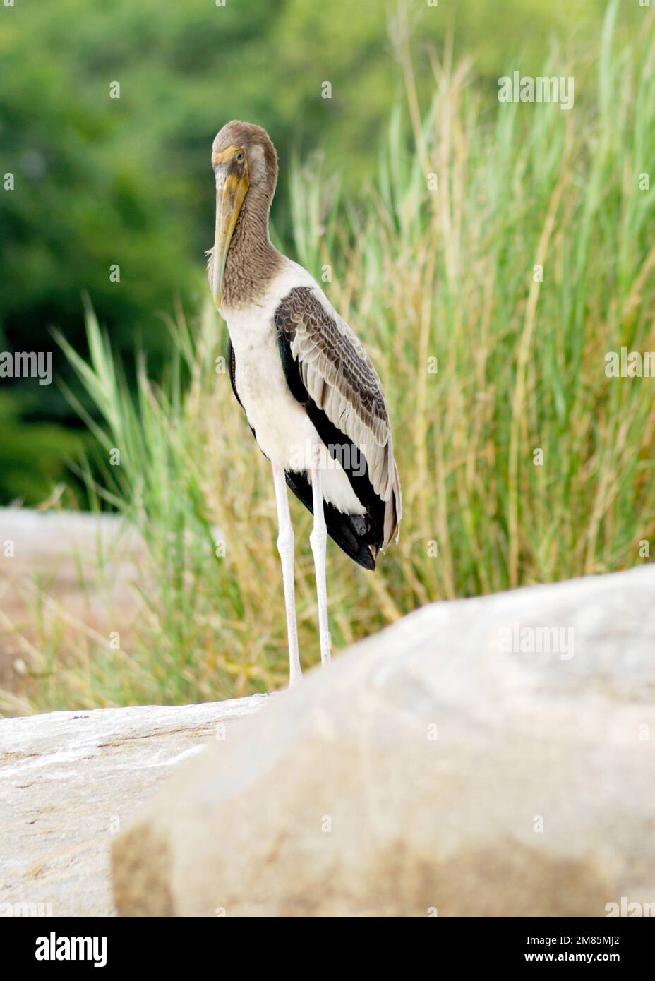 Downcurved bills hi-res stock photography and images - Alamy