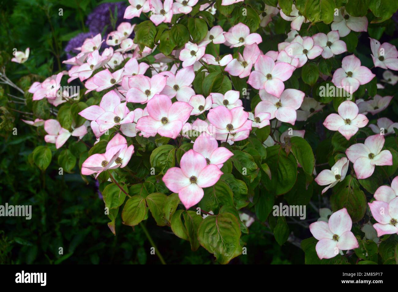Pale Pink Cornus Kousa 'Miss Satomi' (Japanese Dogwood) Flowers on ...