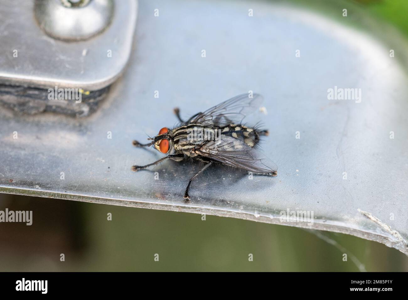 Sarcophagidae sp hi-res stock photography and images - Alamy