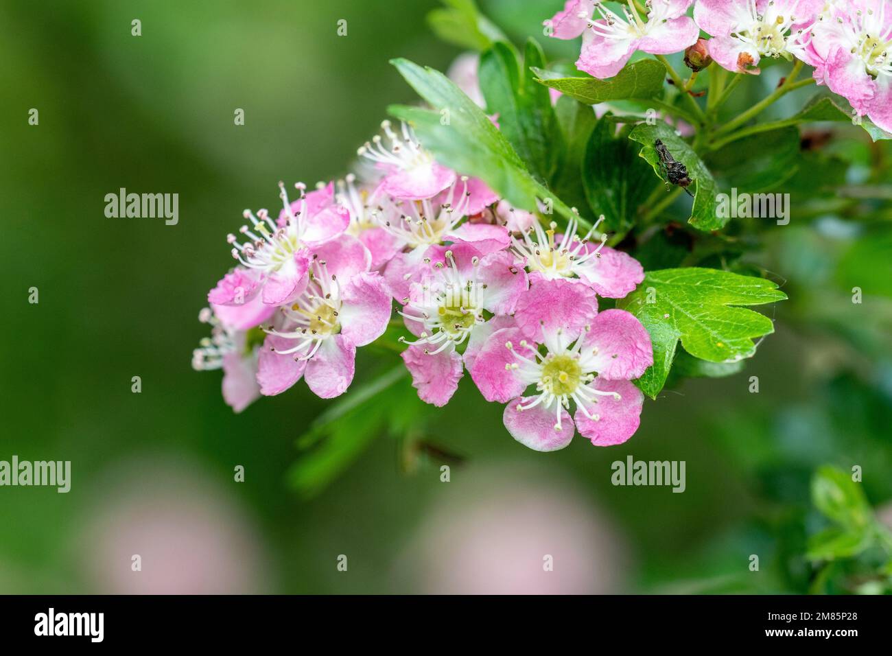 A cluster of pink blossom on an English Hawthorn tree, Crataegus ...