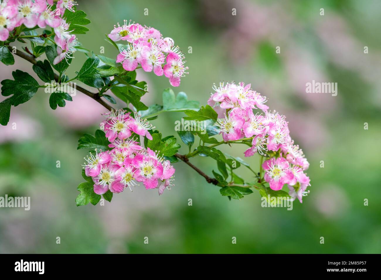 English hawthorn crataegus laevigata hi-res stock photography and ...