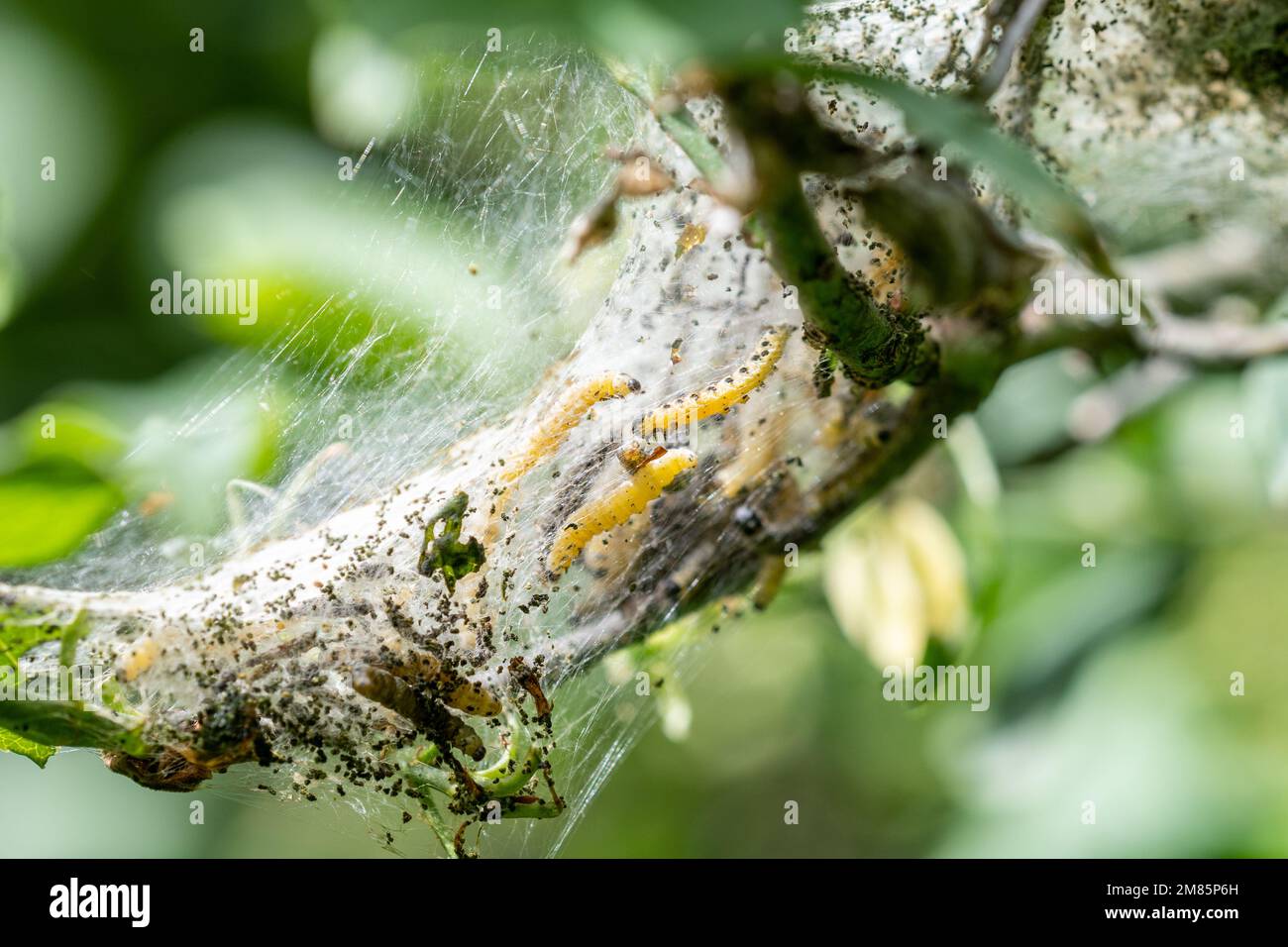 The silk webbing woven nest of the Spindle Ermine moth, Yponomeuta ...