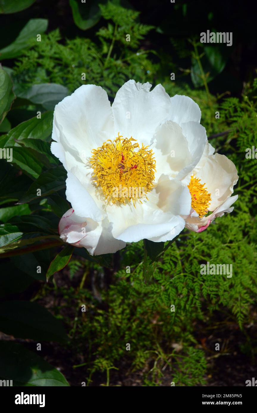 Single White/Yellow Paeonia Lactiflora (White Wings) 'Chinese Peony ...