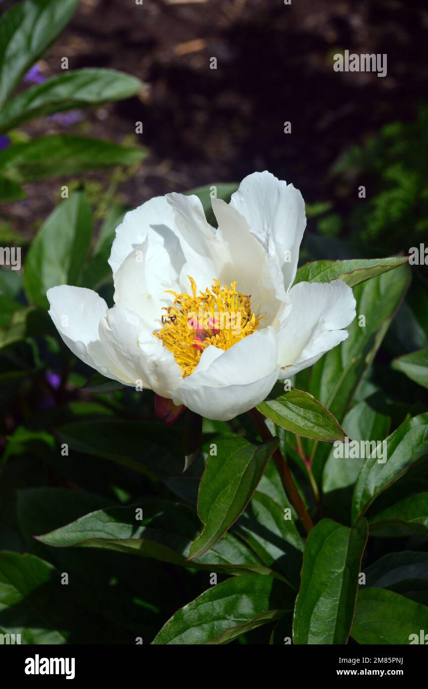 Paeonia lactiflora white hi-res stock photography and images - Alamy