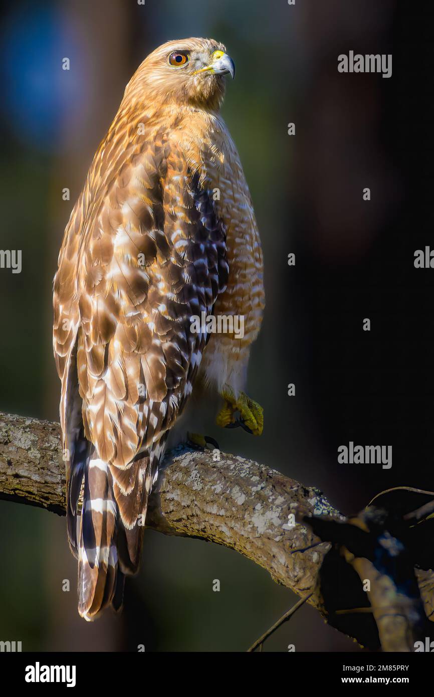 juvenile red shouldered hawk perched on a low oak tree limb Stock Photo ...