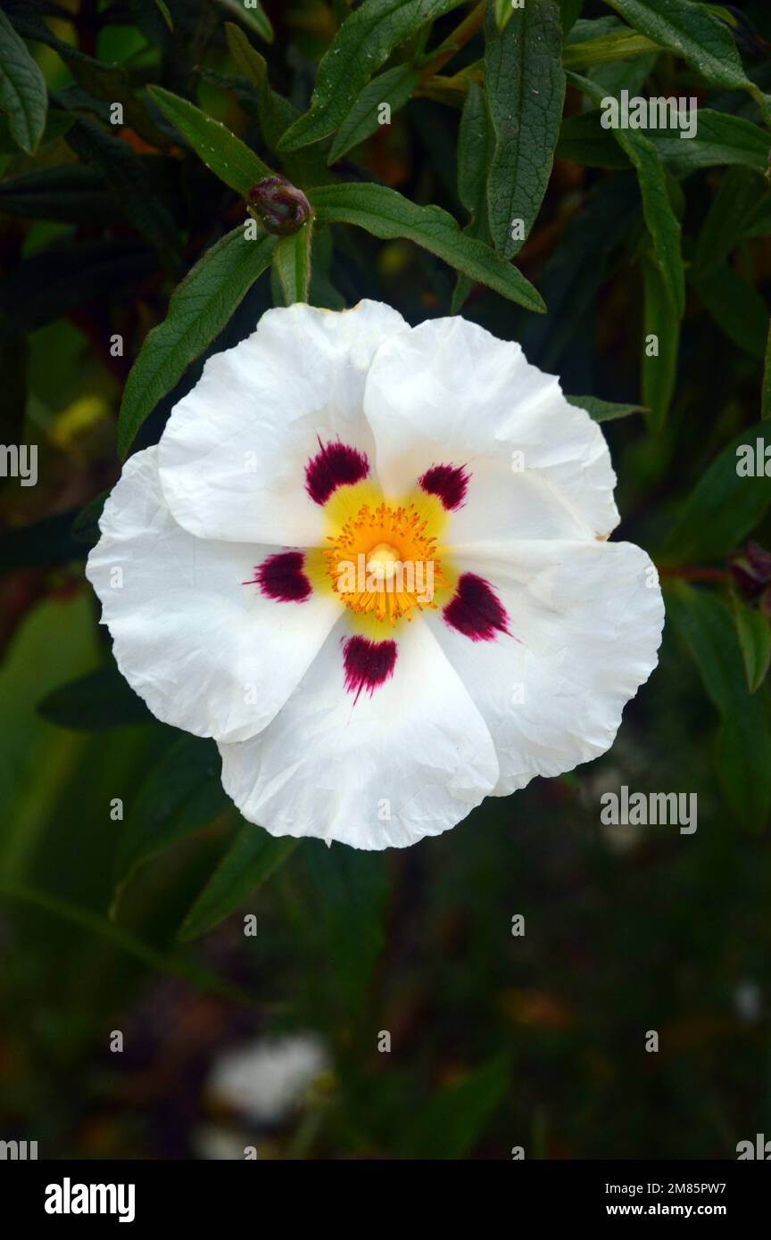 White cistus hi-res stock photography and images - Alamy