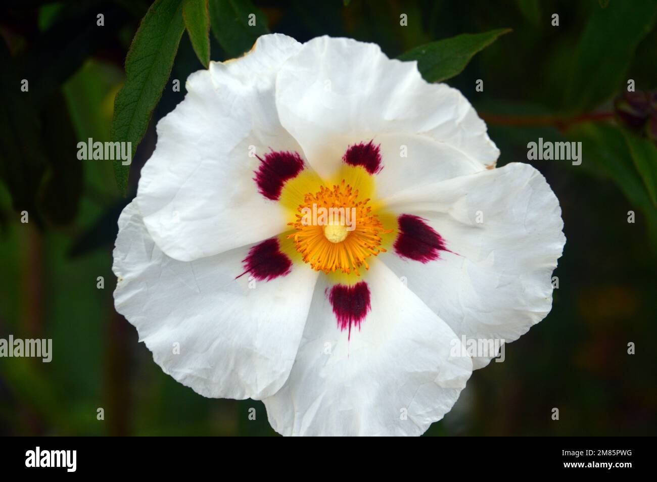 Single White Cistus x Dansereaui 'Jenkyn Place' (Rock Rose) Flower on ...