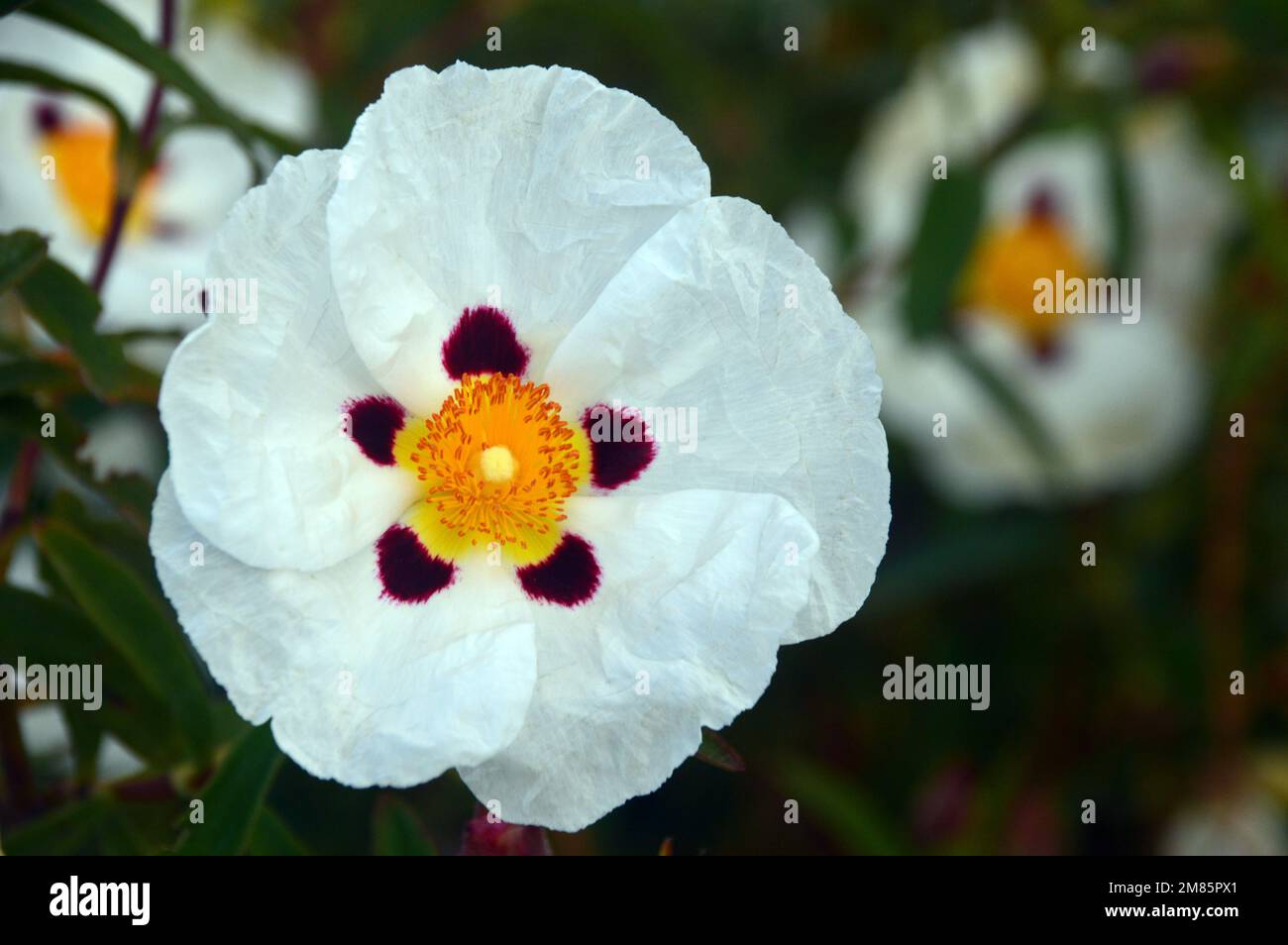 Single White Cistus x Dansereaui 'Jenkyn Place' (Rock Rose) Flower on ...