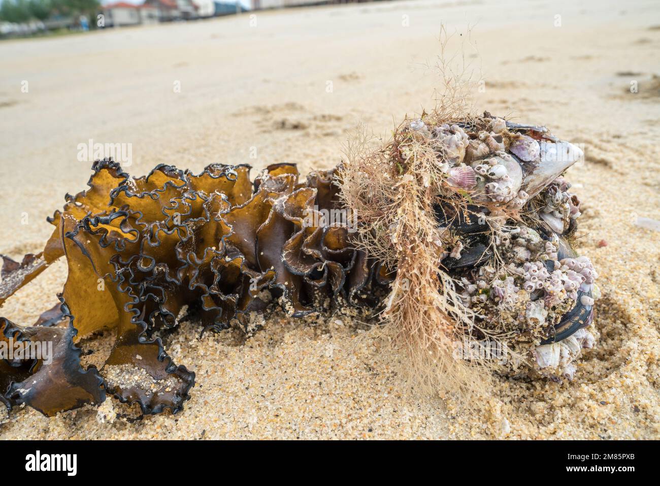 Praia de rodeira hi-res stock photography and images - Alamy