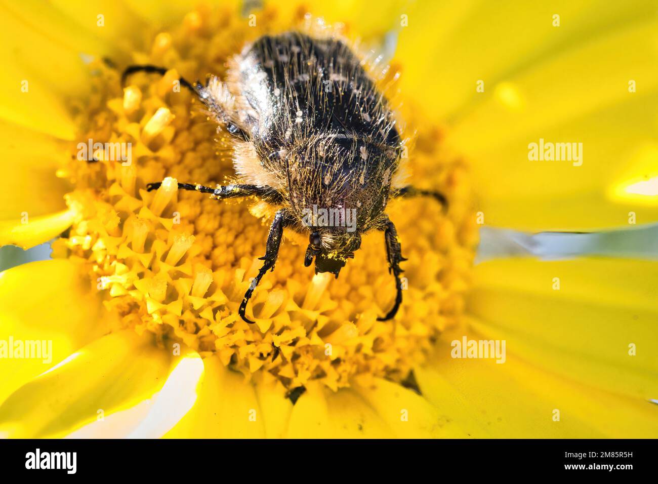 Tropinota hirta beetle collecting pollen from a big yellow flower ...