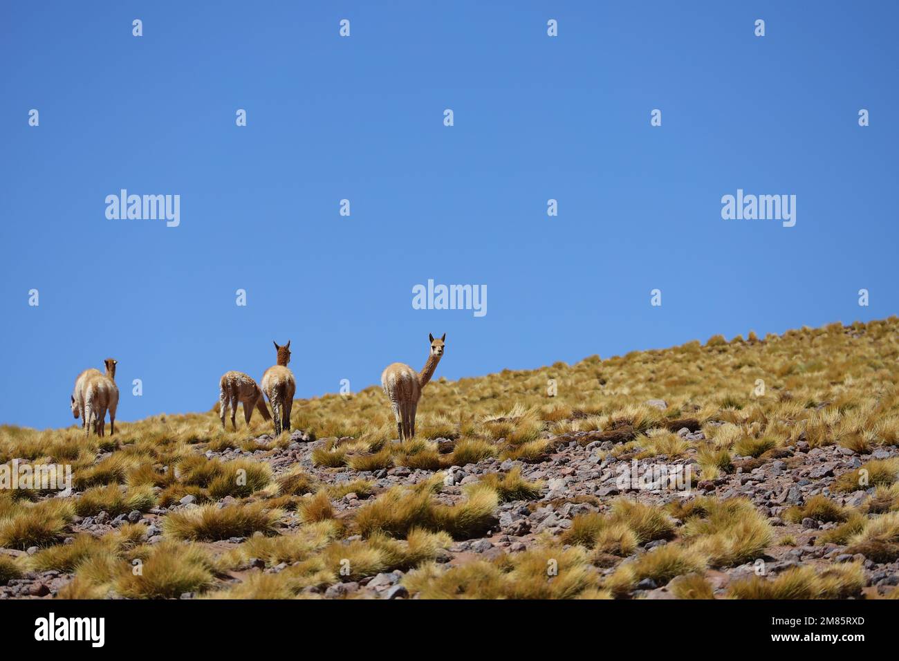Grazing vicunas in the Puna Argentina Stock Photo - Alamy