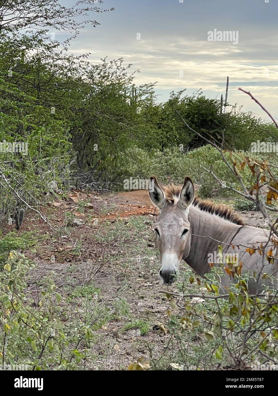 Portrait of donkey walking between tropical bushes. Wild donkeys Stock ...