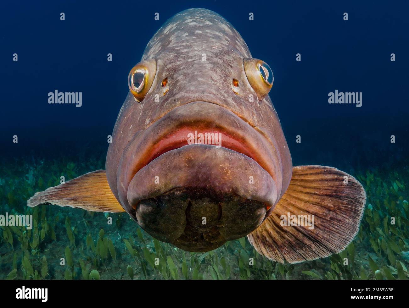 Epinephelus marginatus dusky grouper hi-res stock photography and ...