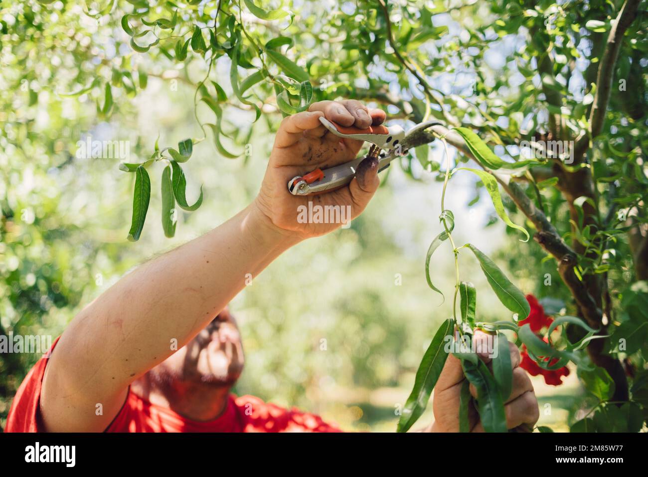 Adult man gardening and pruning willow tree with pruning shears ...