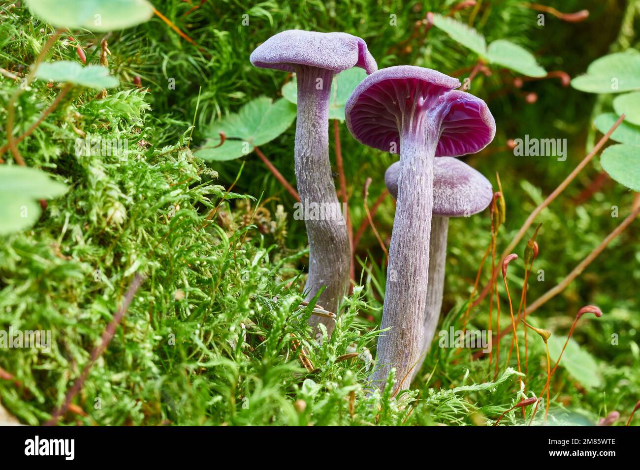 Lila gefarbt hi-res stock photography and images - Alamy