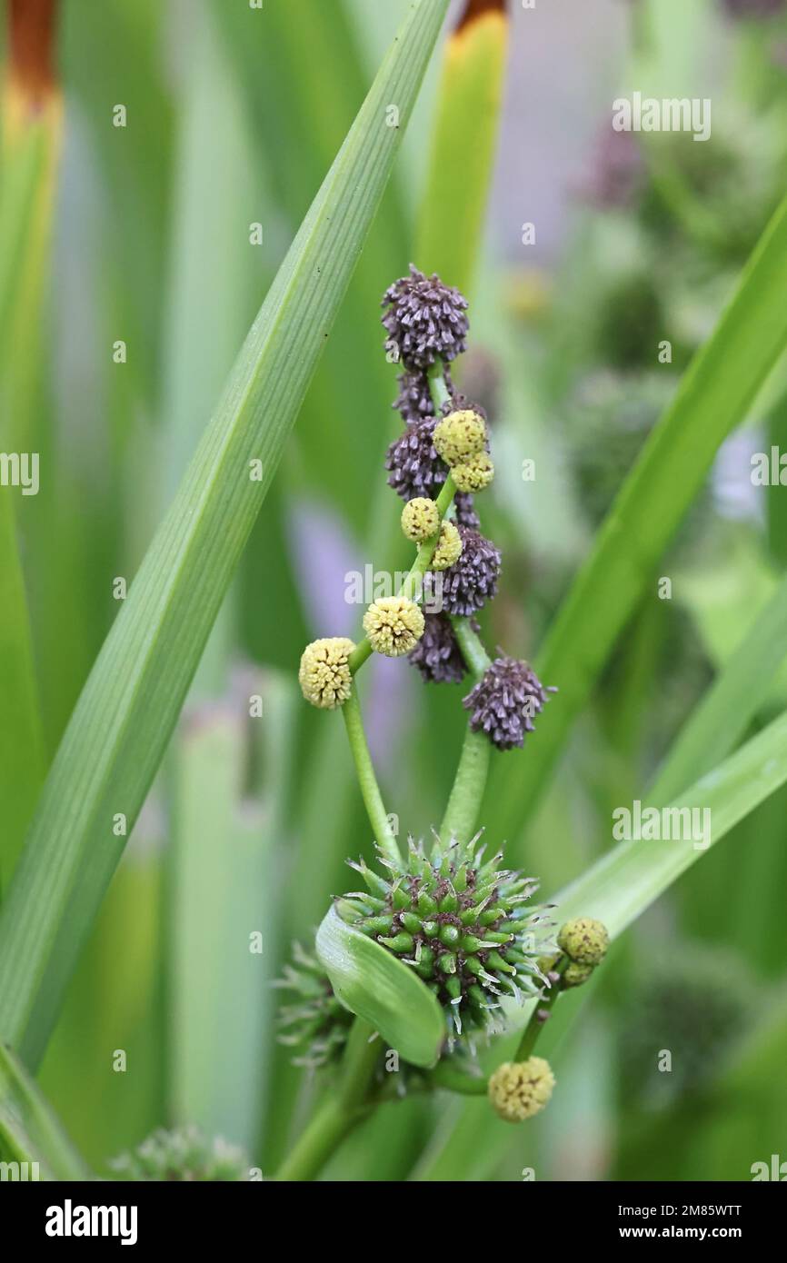 Sparganium erectum, comnonly known as simplestem bur-reed or branched ...