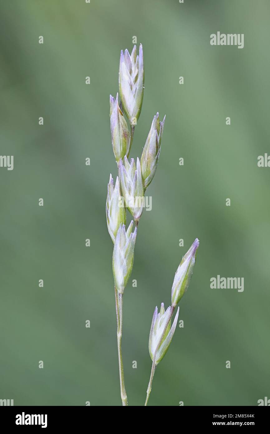Danthonia decumbens, also called Sieglingia decumbens, commonly known ...
