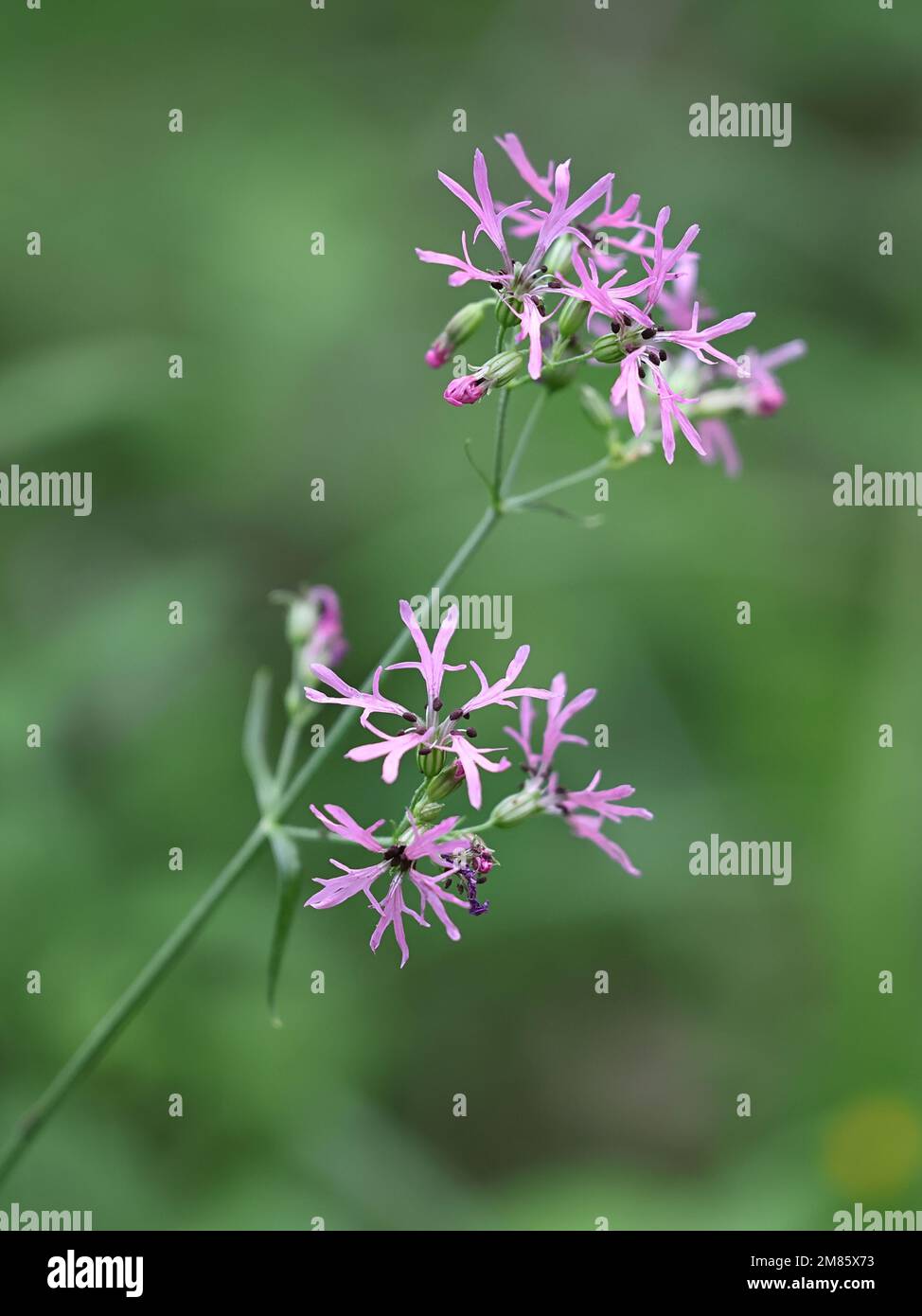 Lychnis flos-cuculi, also called Silene flos-cuculi, commonly known as ...