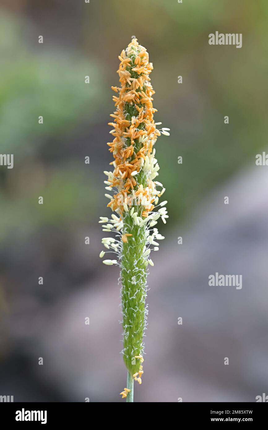 Bunchgrass hi-res stock photography and images - Alamy