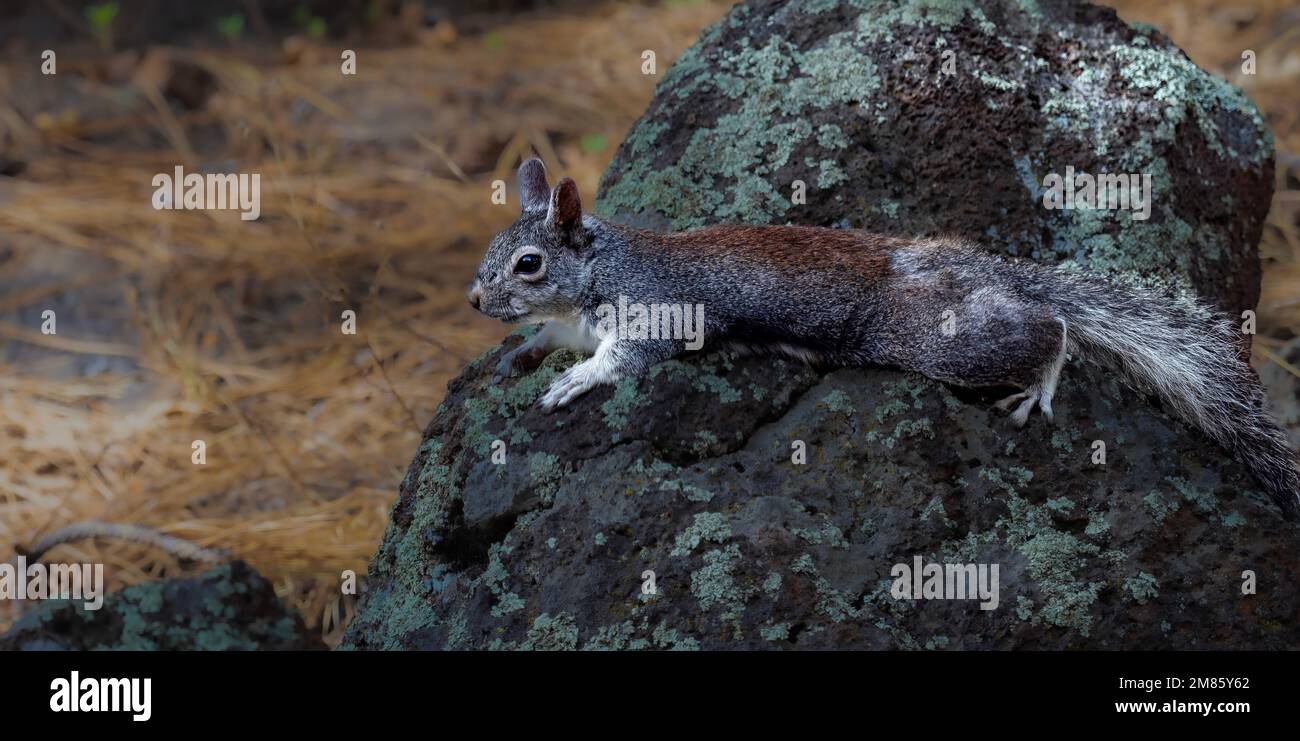 Aberts hi-res stock photography and images - Alamy