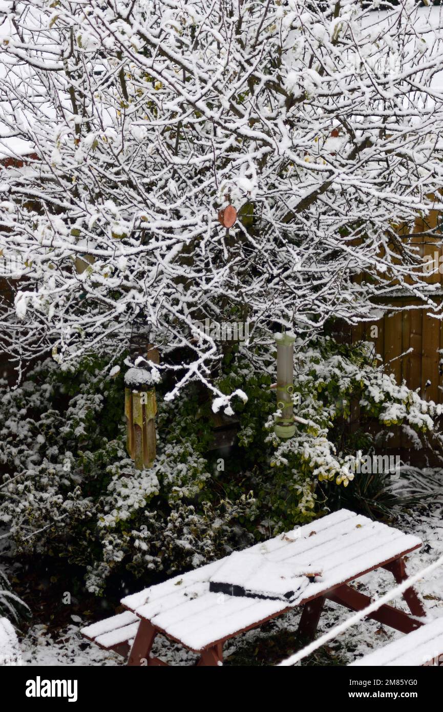 Gold Splash Winter Creeper (Euonymus fortunei) in garden with Holly ...