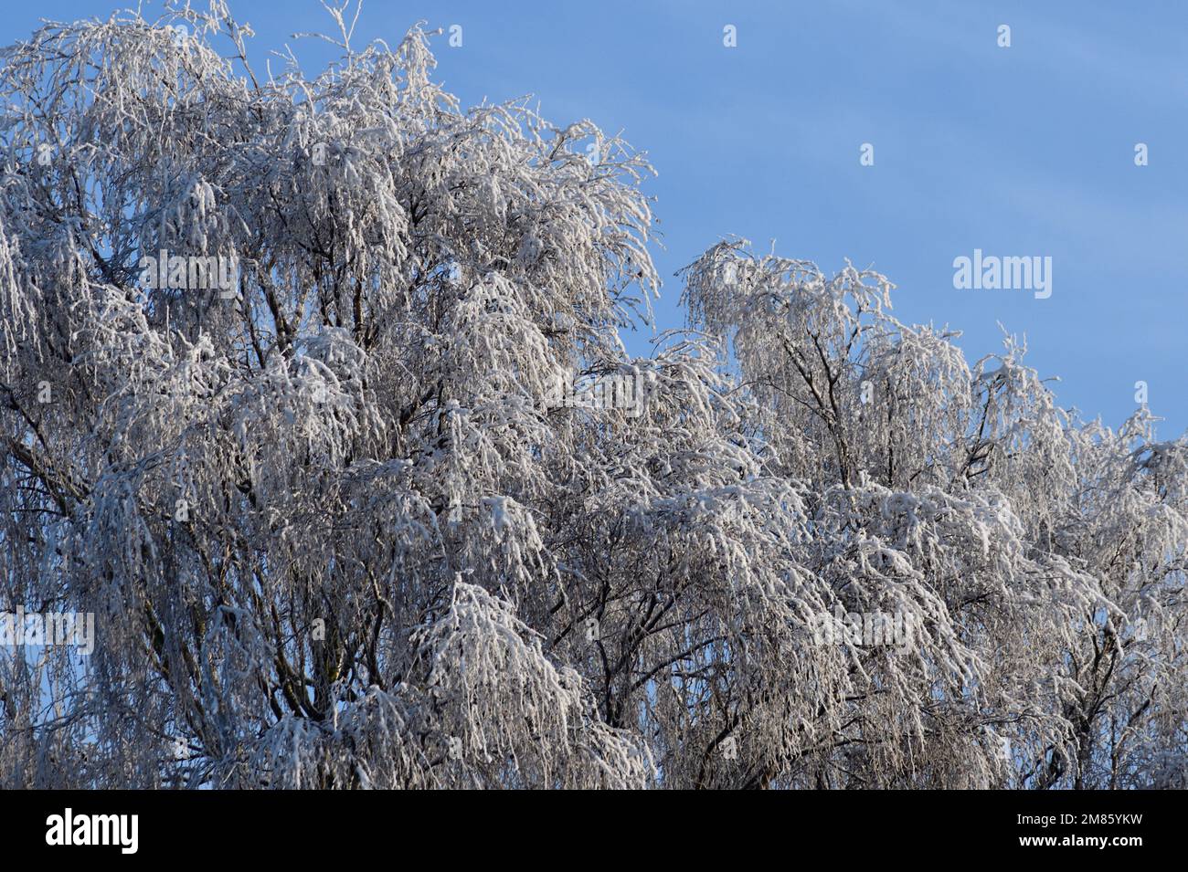 Tree Scape in the Winter Snow North Cotswolds Hook Norton Oxfordshire ...