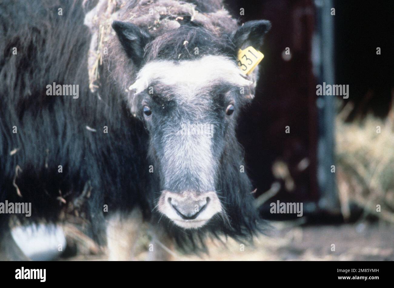 DF-ST-87-08206. Country: Greenland (GRL Stock Photo - Alamy