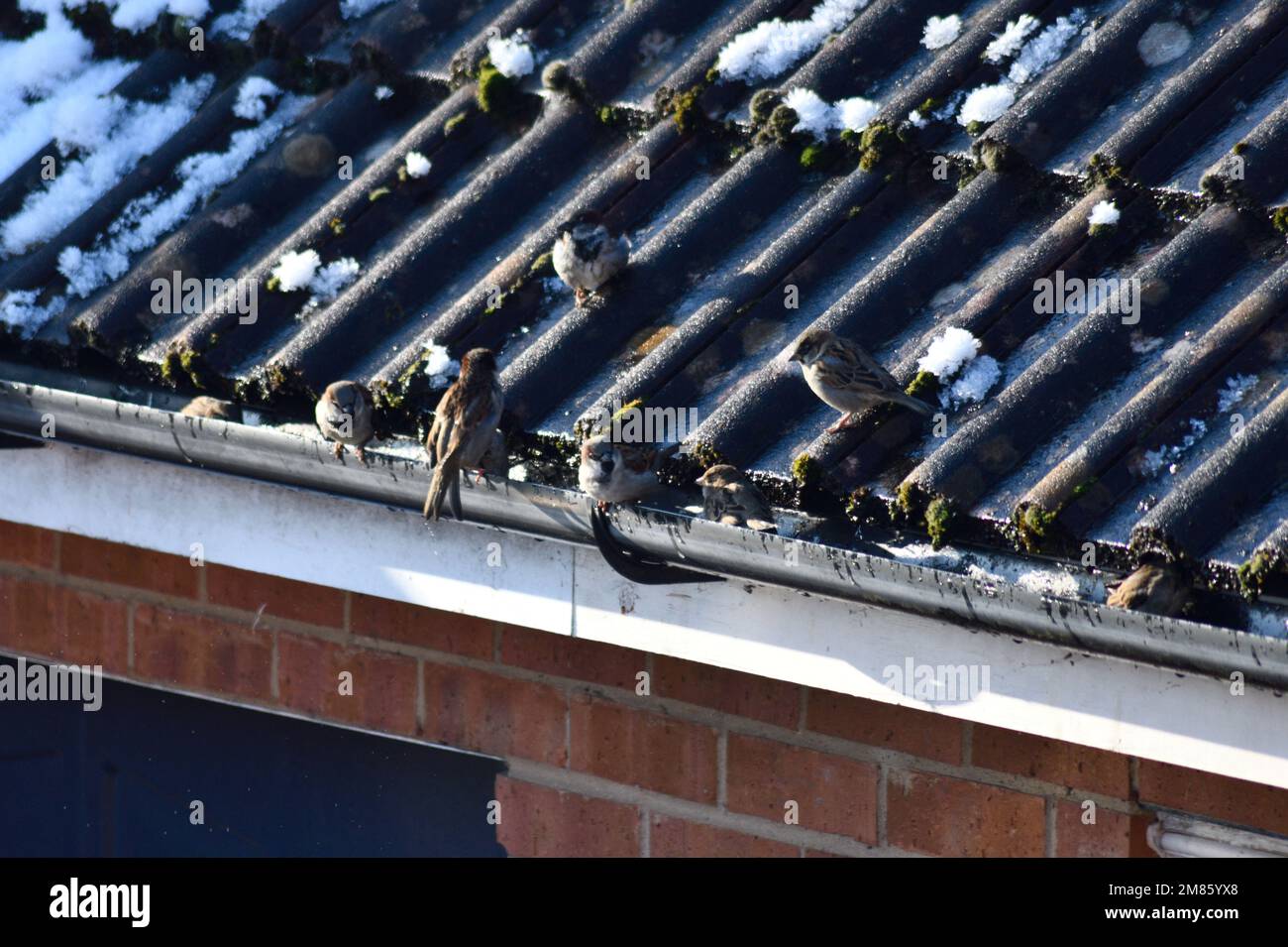 Sparrows on edge of gutter happy snow has thawed for drinking water ...