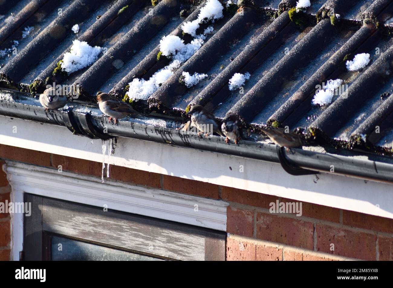 Sparrows on edge of gutter happy snow has thawed for drinking water ...