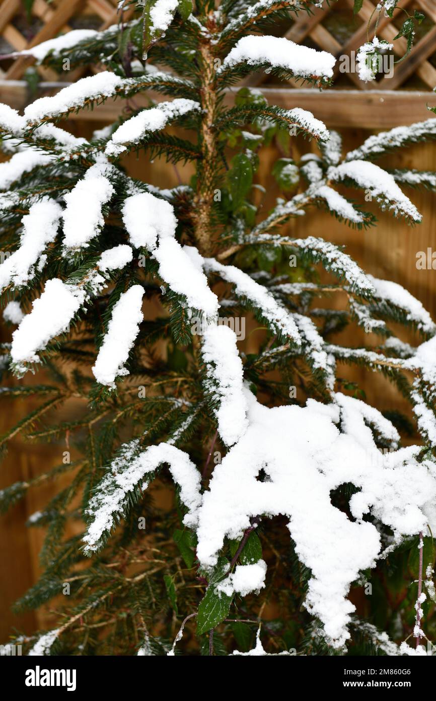 Christmas Tree in Garden with the first Snow of Winter December ...