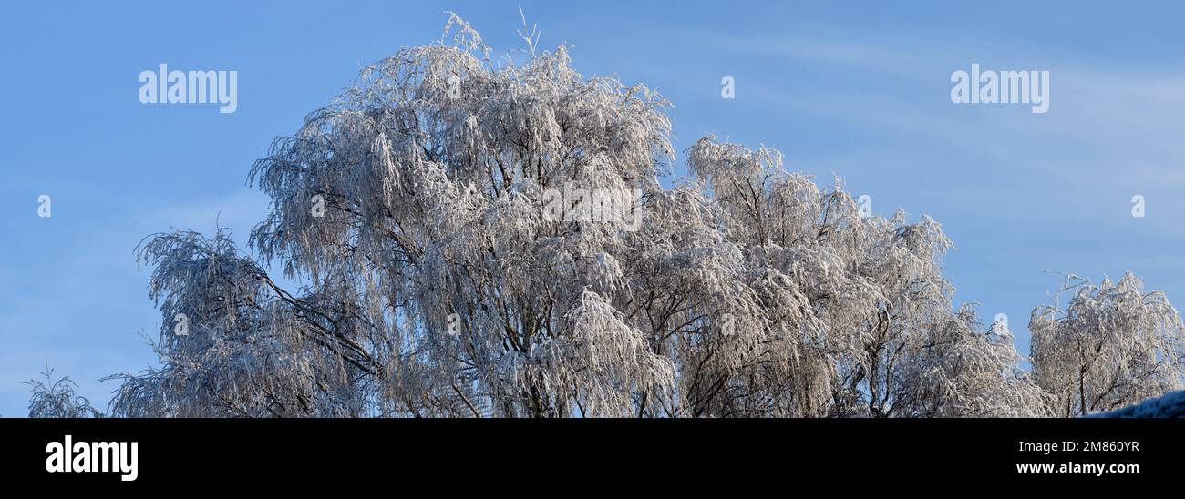 Tree Scape in the Winter Snow North Cotswolds Hook Norton Oxfordshire ...