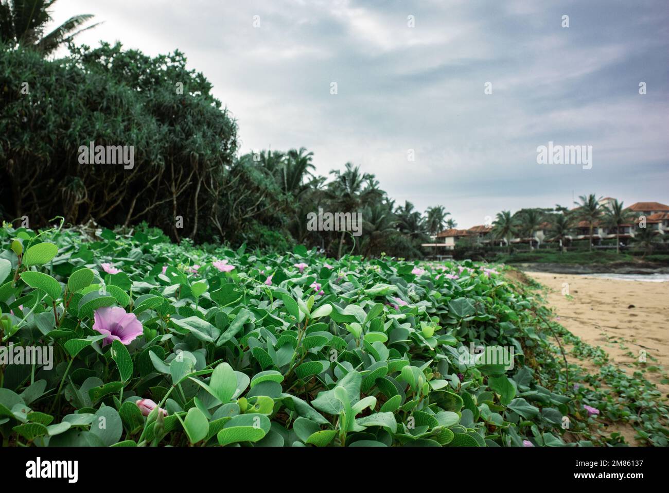 Beautiful purple flowers on the beach Stock Photo - Alamy