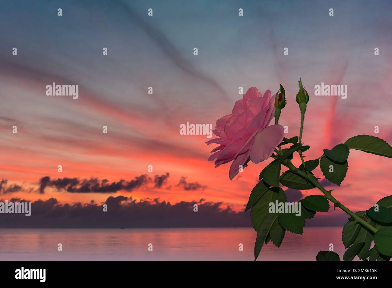 bouquet of pink roses with green leaves and small flowers waiting for ...