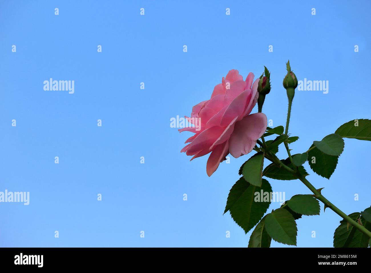 bouquet of pink roses with green leaves and small flowers waiting for ...