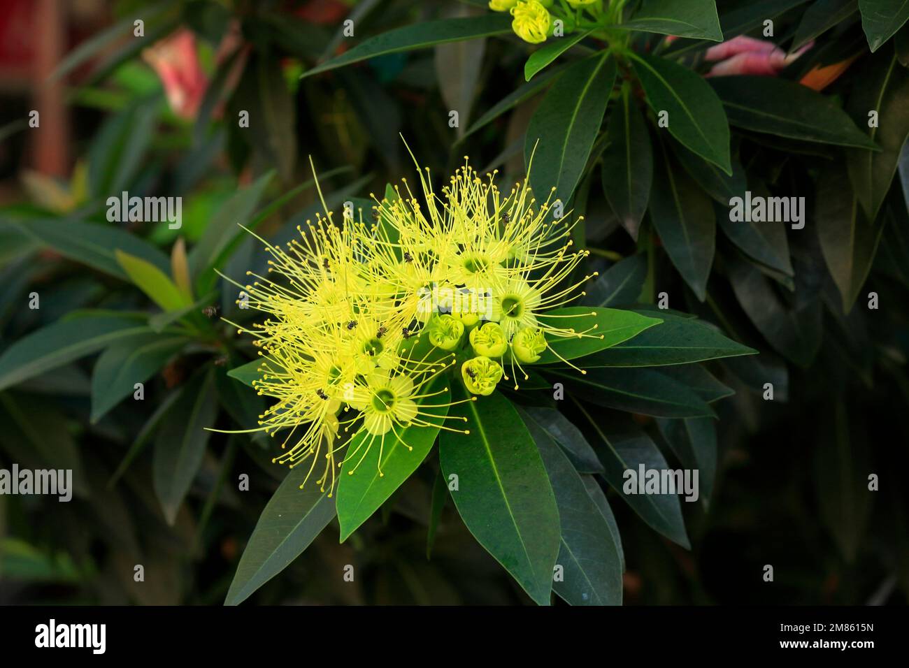 Xanthostemon chrysanthus, the Thai name is love at first sight Stock ...