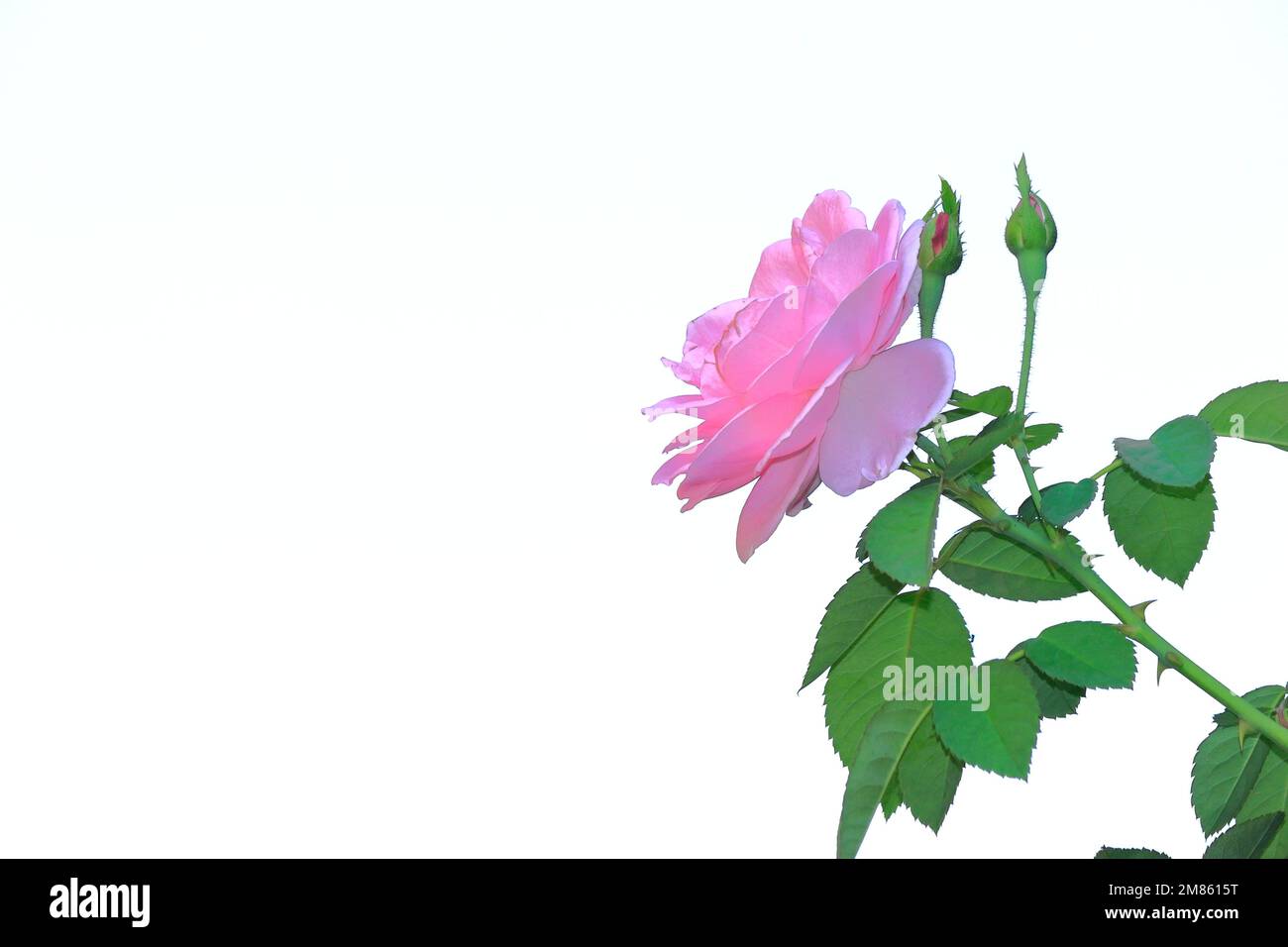 bouquet of pink roses with green leaves and small flowers waiting for ...