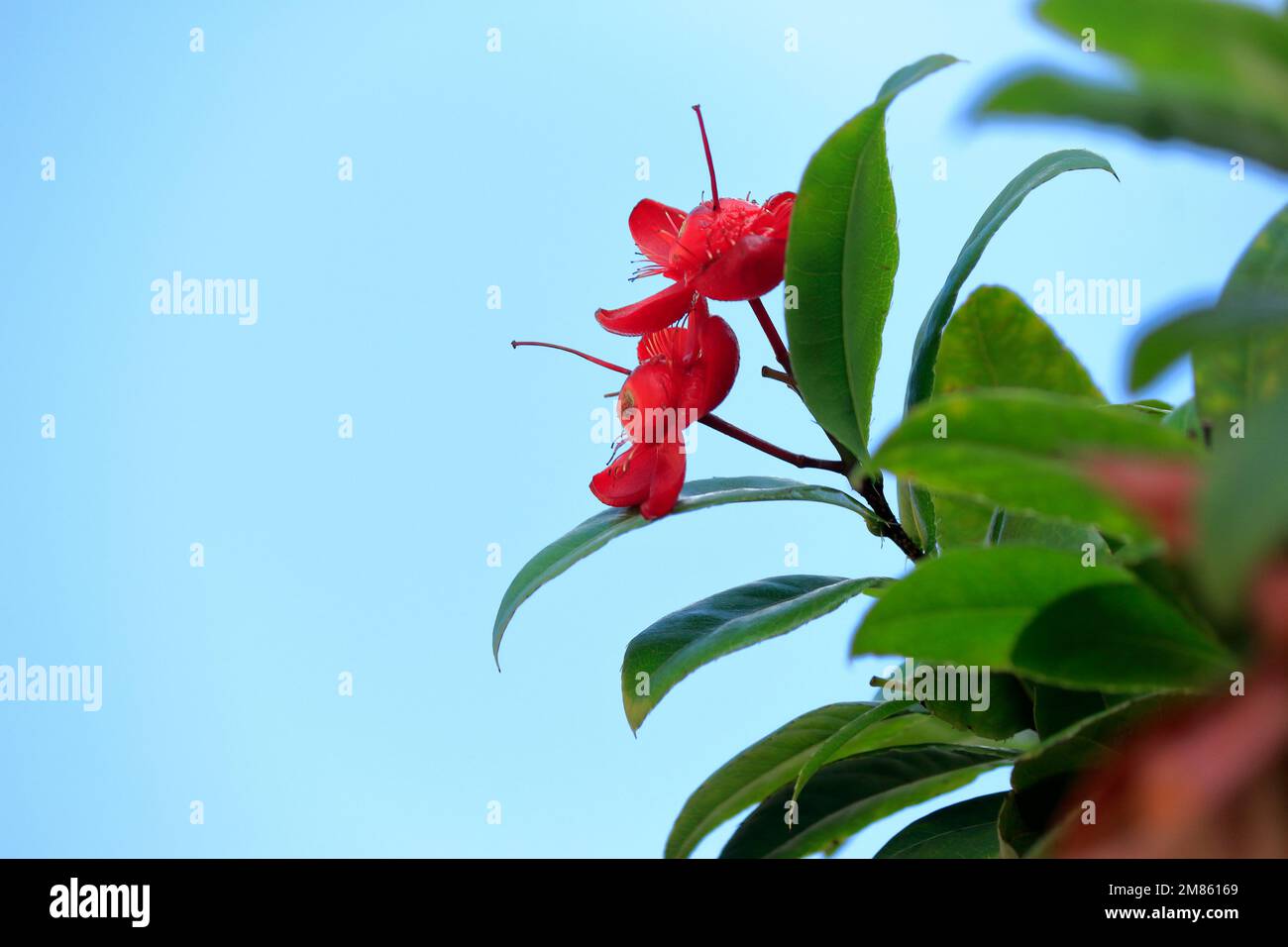 Mickey Mouse Tree or Mickey Mouse Bush due to the plant's ripe black ...