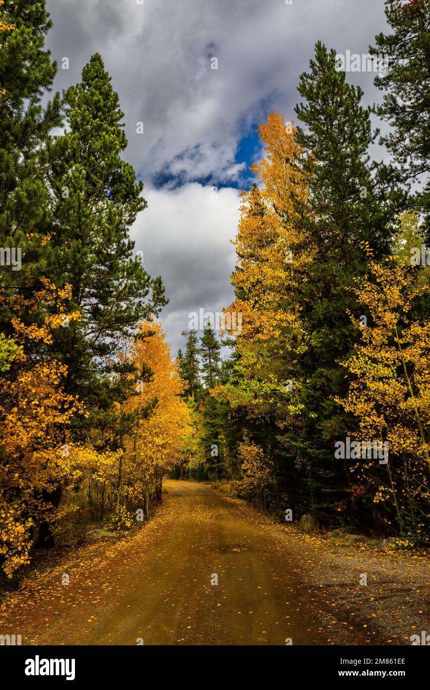 A dirt road between colorful autumn trees with a blue cloudy sky ...